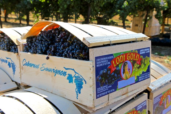 Lodi Winegrape Commission - Blog - Colorful lug labels tell the history ...